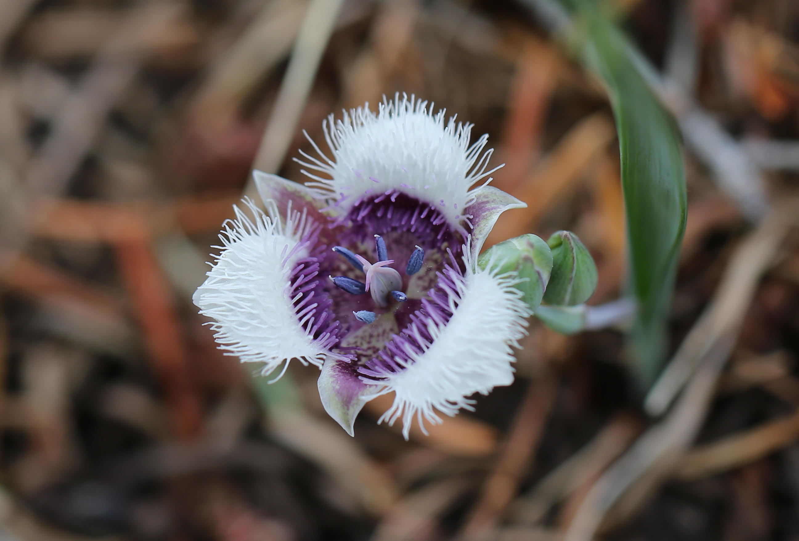 Calochortus elegans var. nanus – Gaïan EthnoBotany