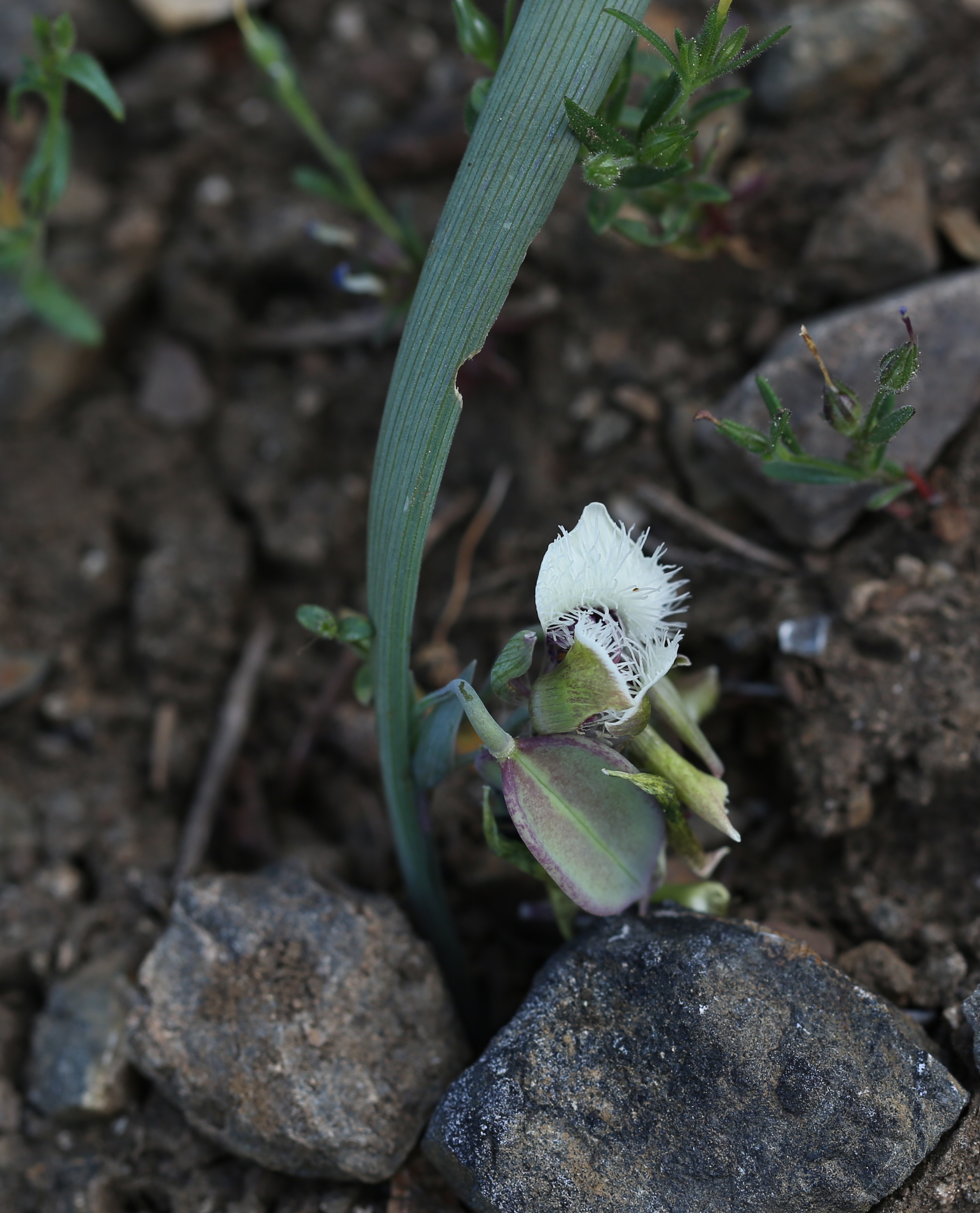 Calochortus elegans var. nanus – Gaïan EthnoBotany