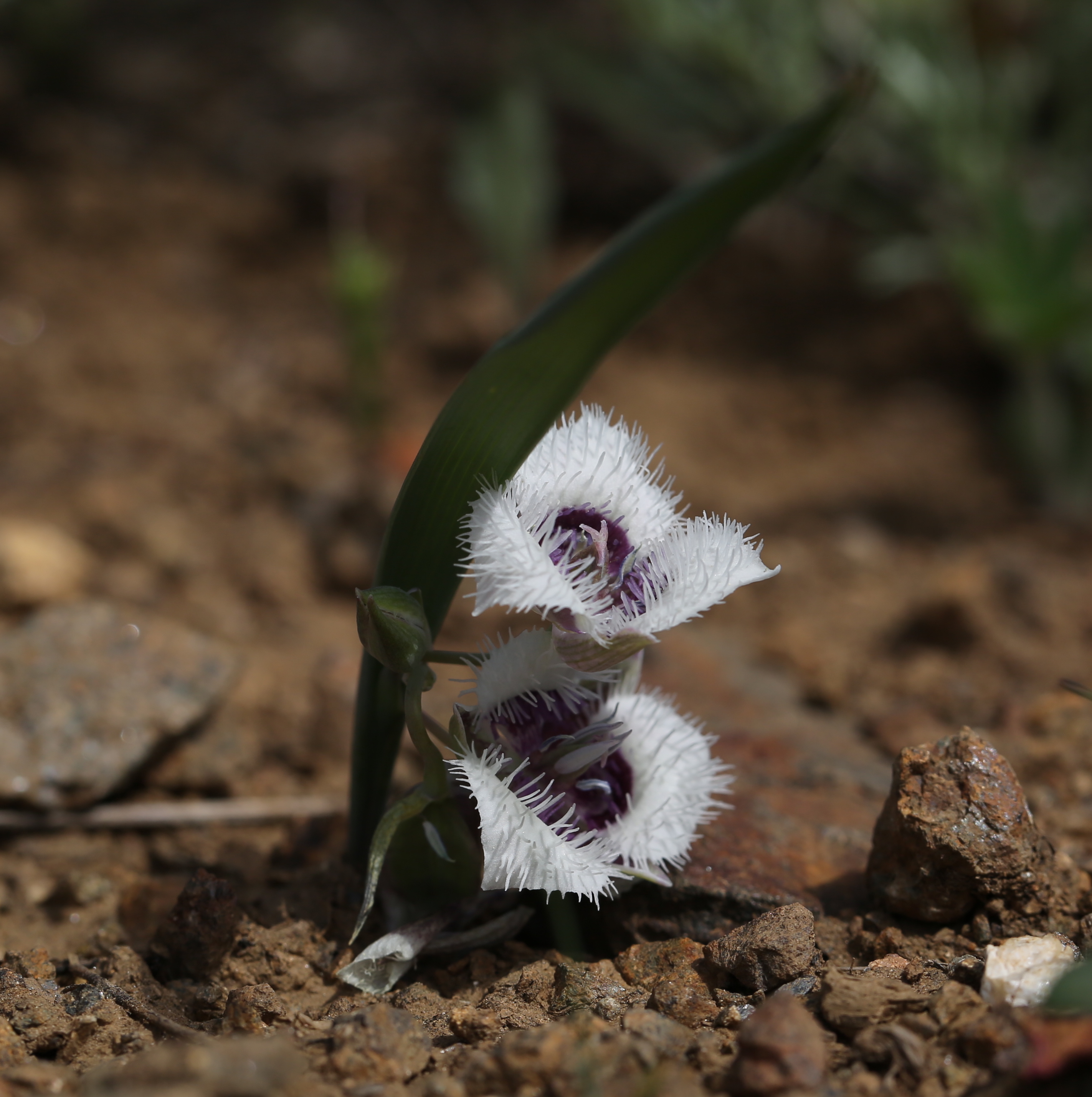 Calochortus elegans var. nanus – Gaïan EthnoBotany