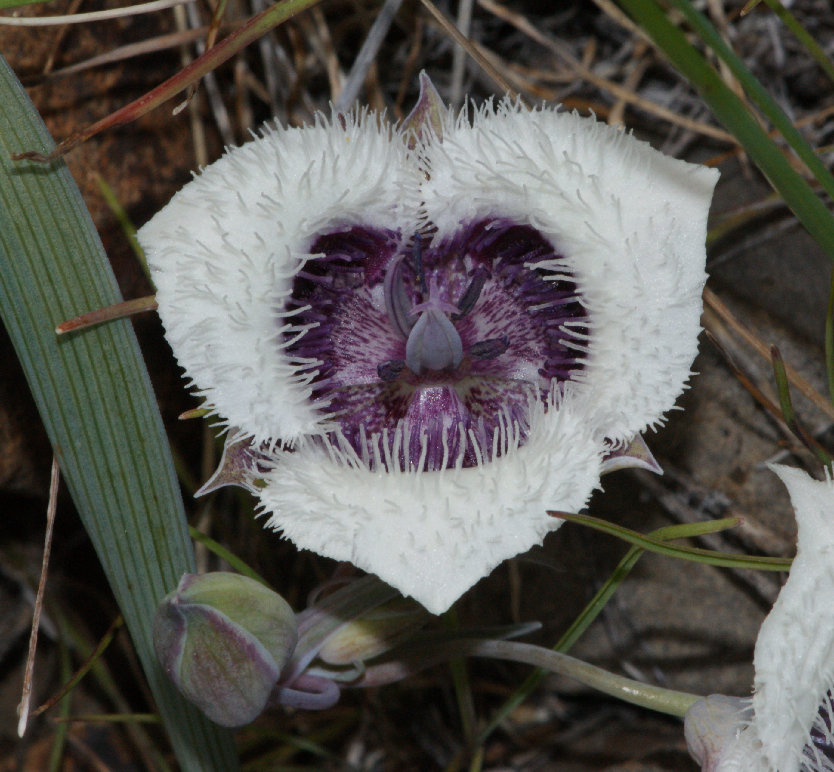 Calochortus elegans var. nanus – Gaïan EthnoBotany