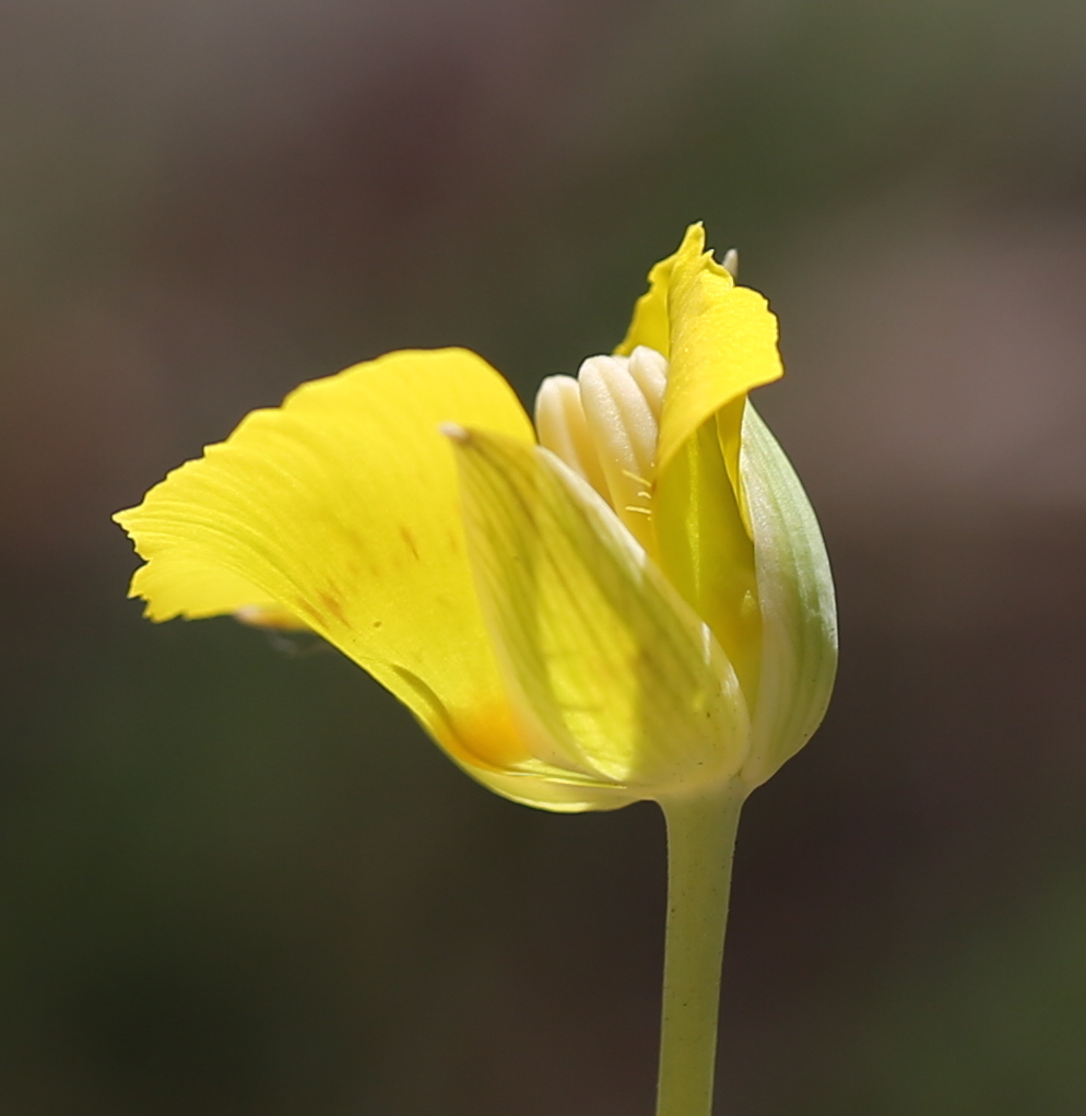 Calochortus luteus – Gaïan EthnoBotany
