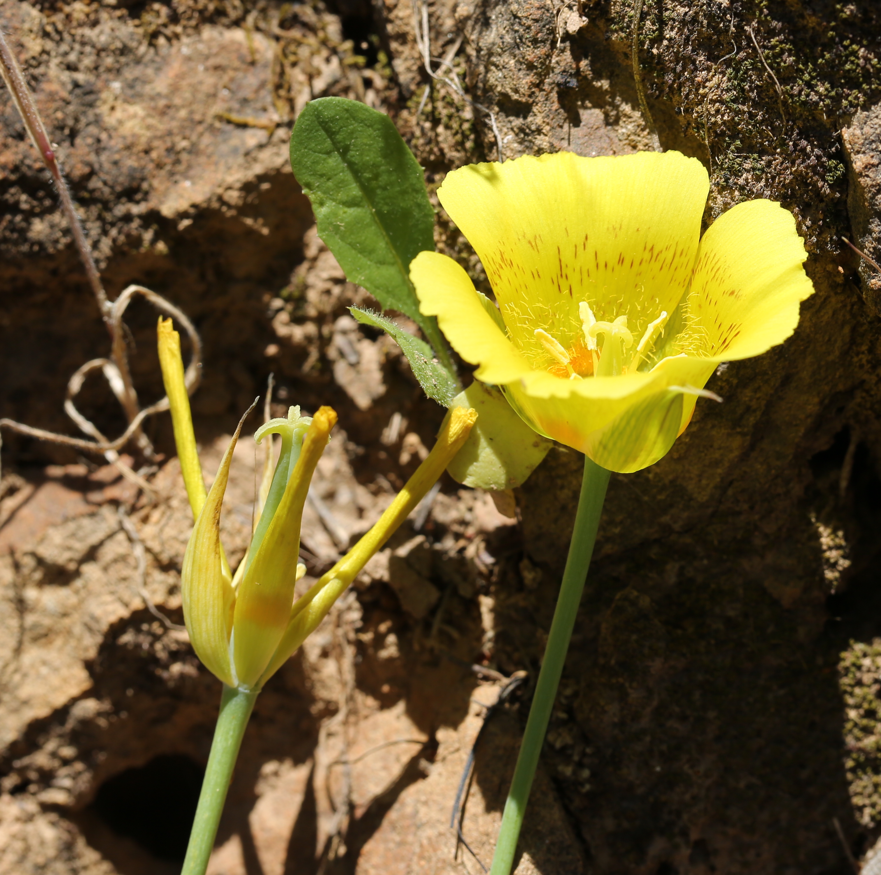Calochortus luteus – Gaïan EthnoBotany