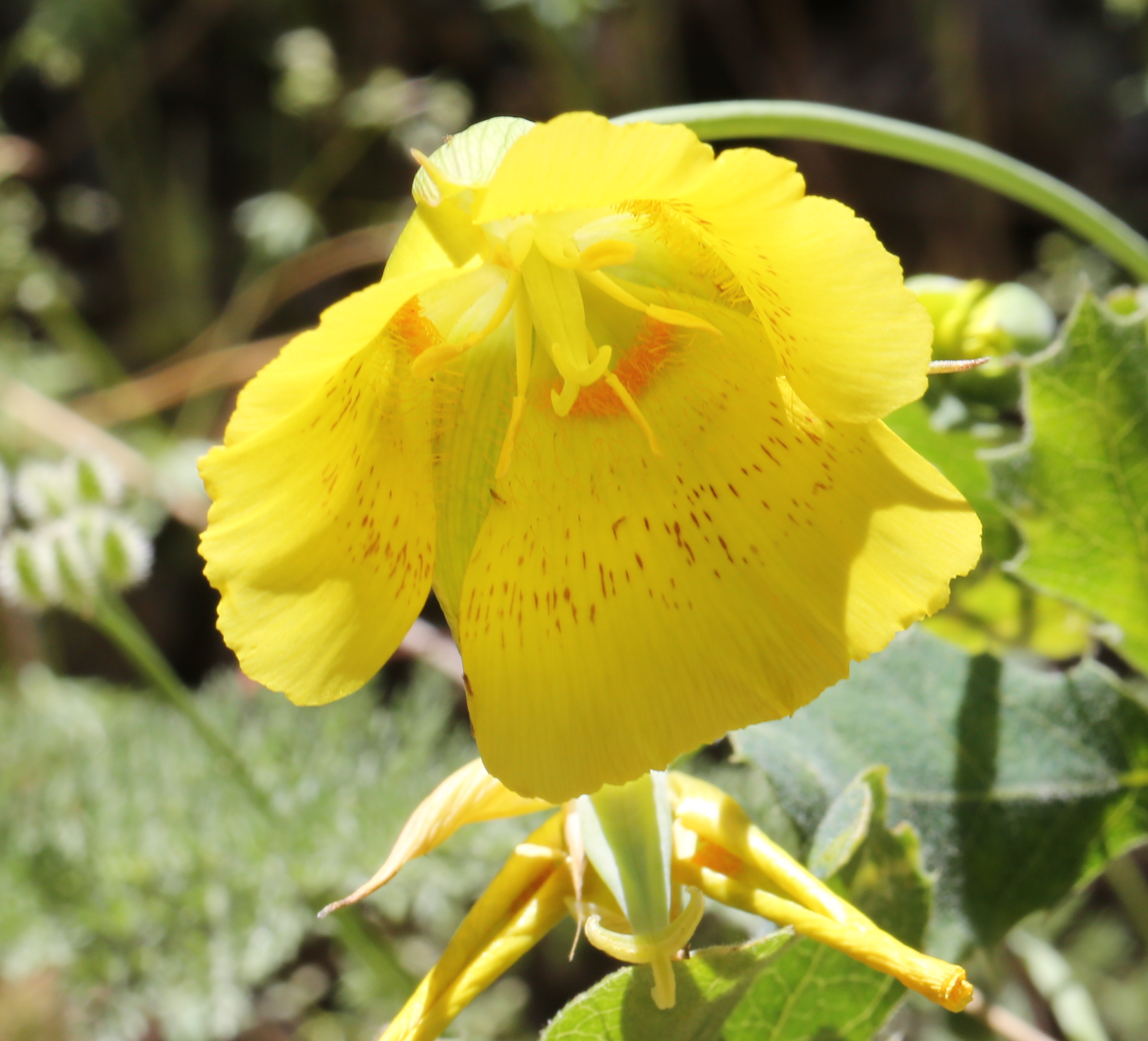Calochortus luteus – Gaïan EthnoBotany