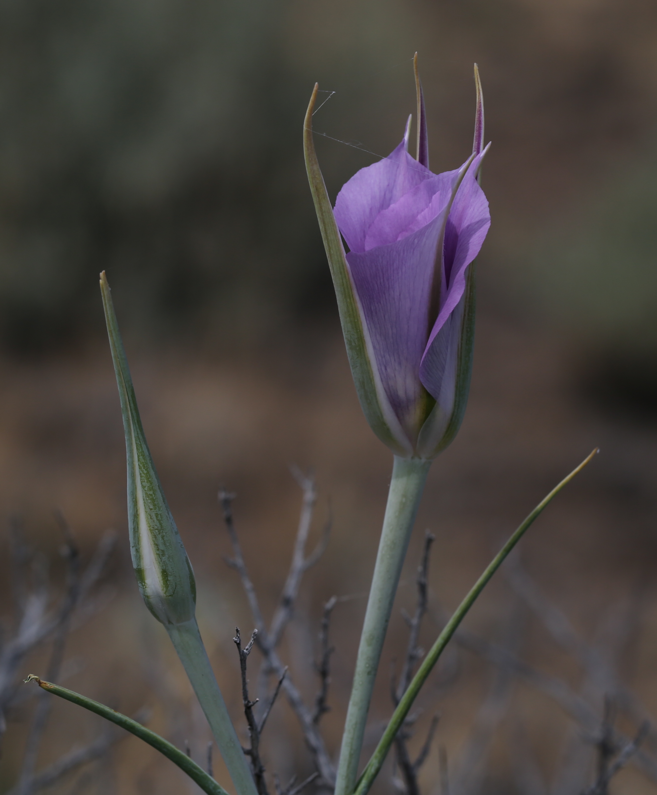 Calochortus macrocarpus – Gaïan EthnoBotany