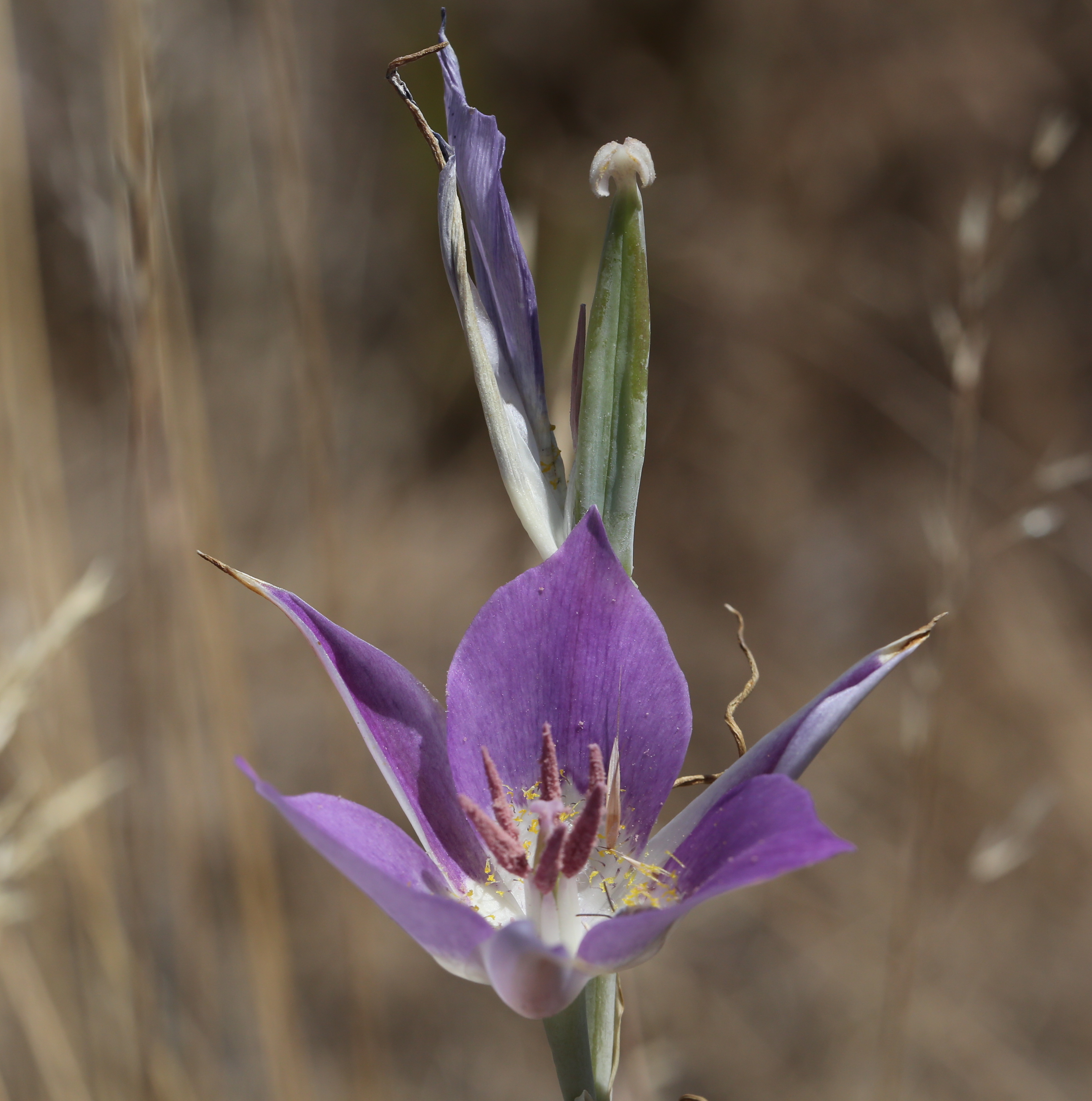 Calochortus macrocarpus – Gaïan EthnoBotany