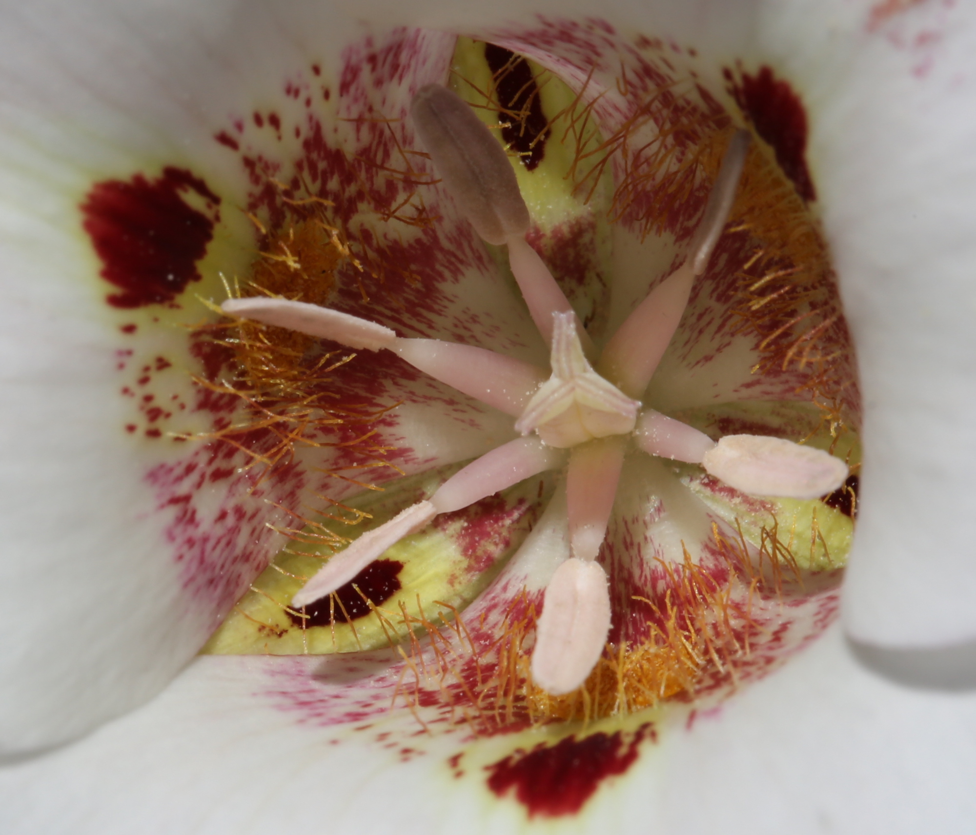Calochortus argillosus – Gaïan EthnoBotany