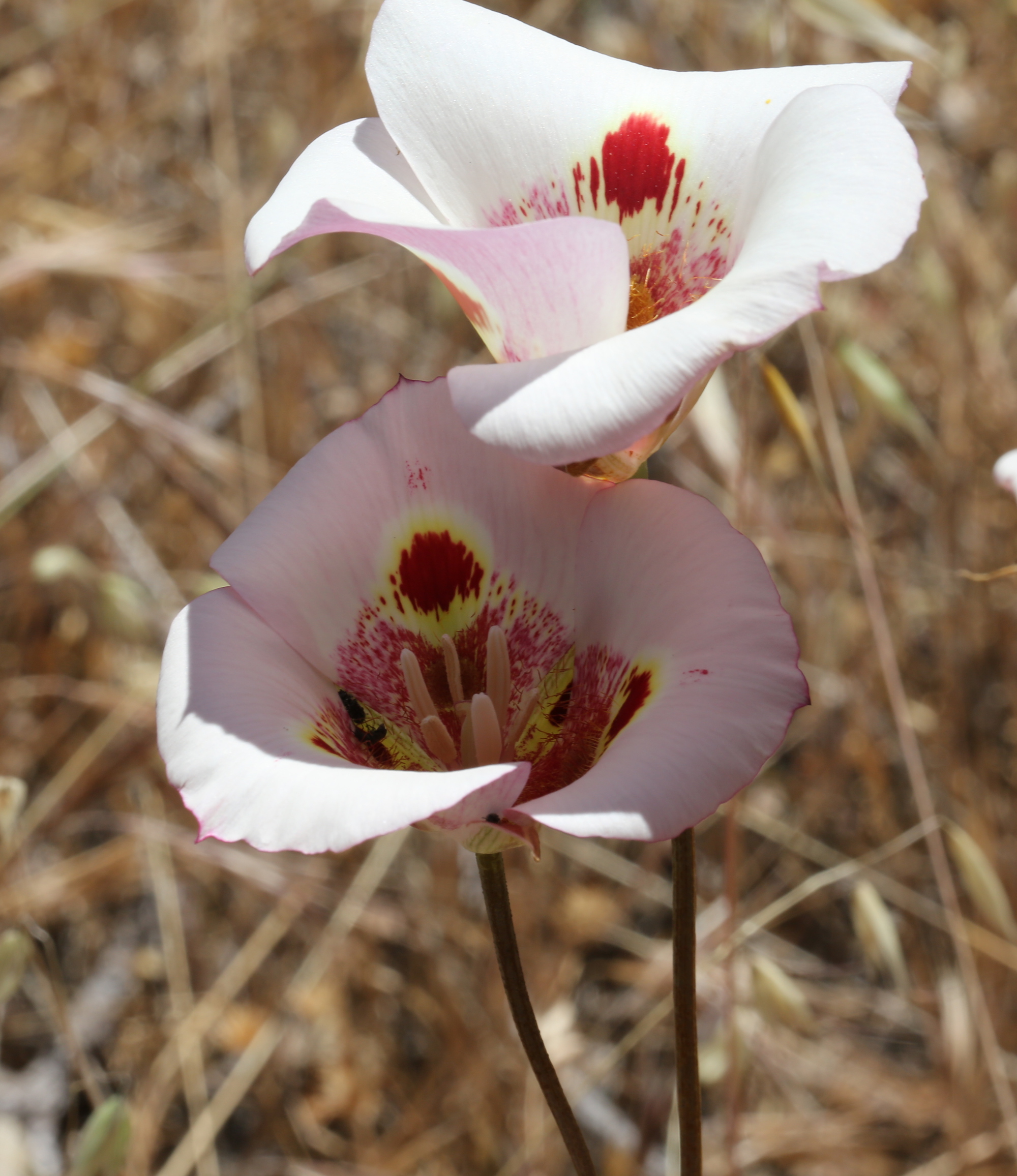 Calochortus argillosus – Gaïan EthnoBotany