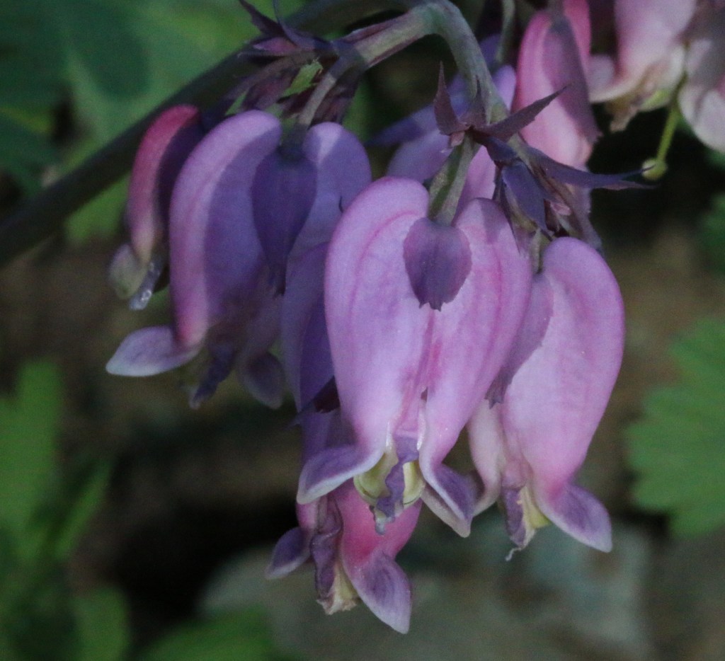 Dicentra formosa var. formosa – Gaïan EthnoBotany