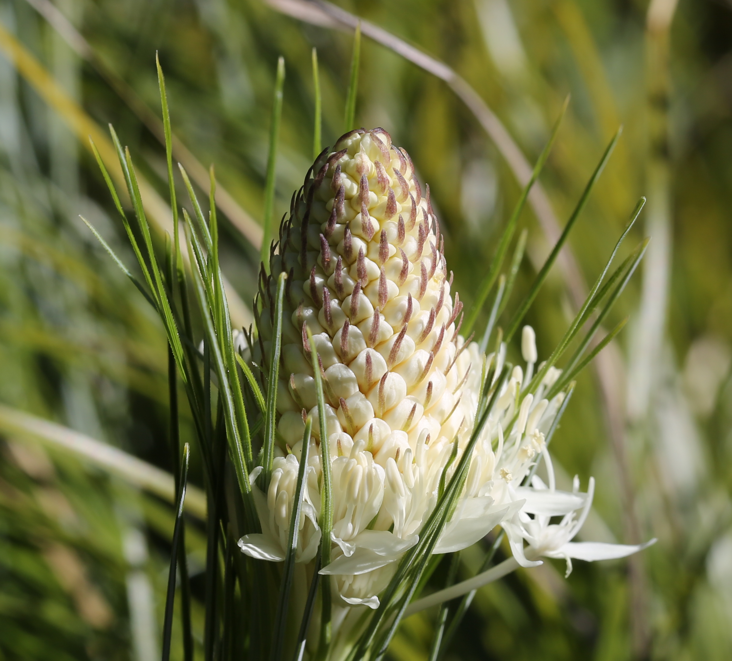 Xerophyllum tenax – Gaïan EthnoBotany