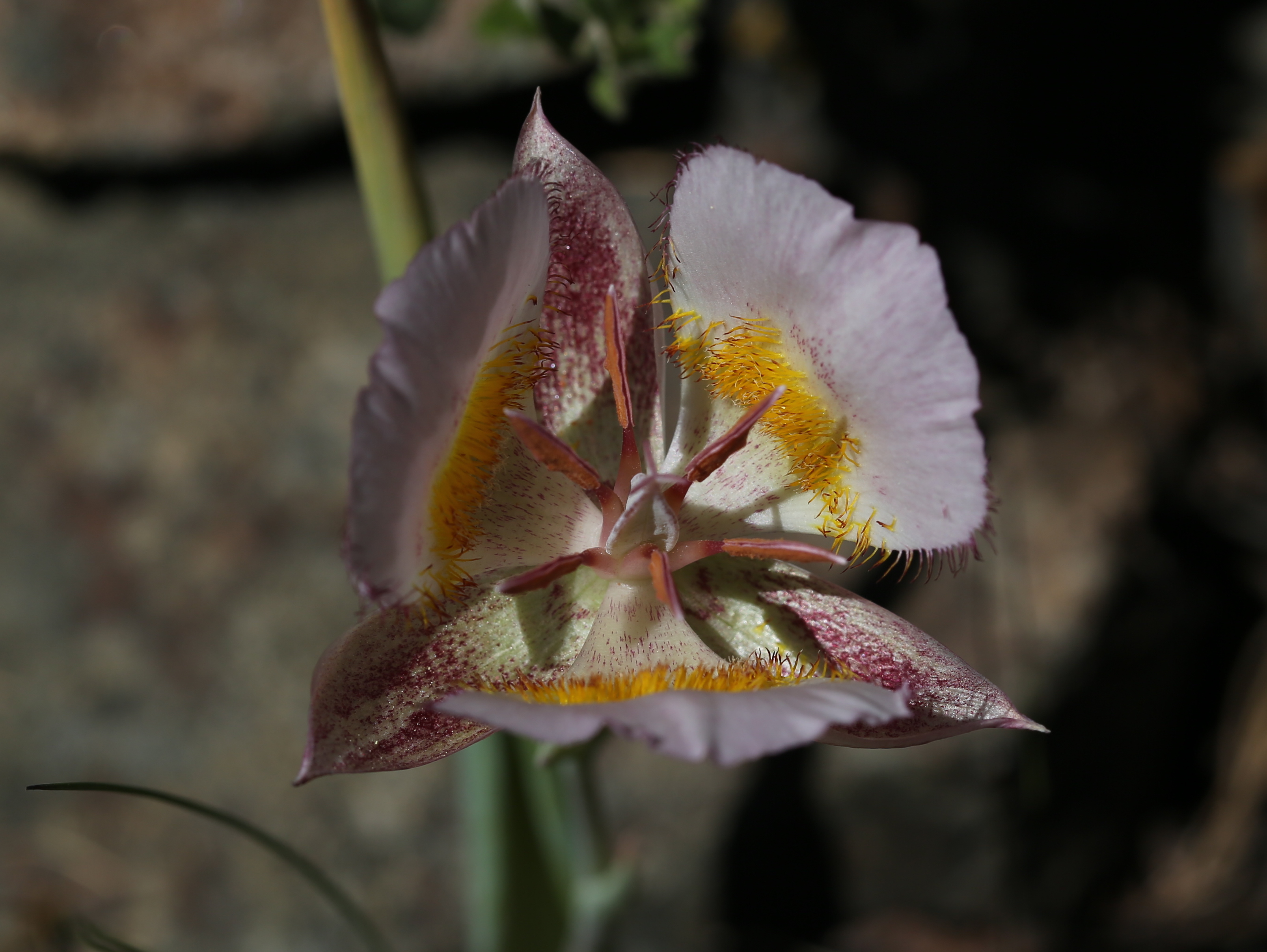 Calochortus persistens – Gaïan EthnoBotany