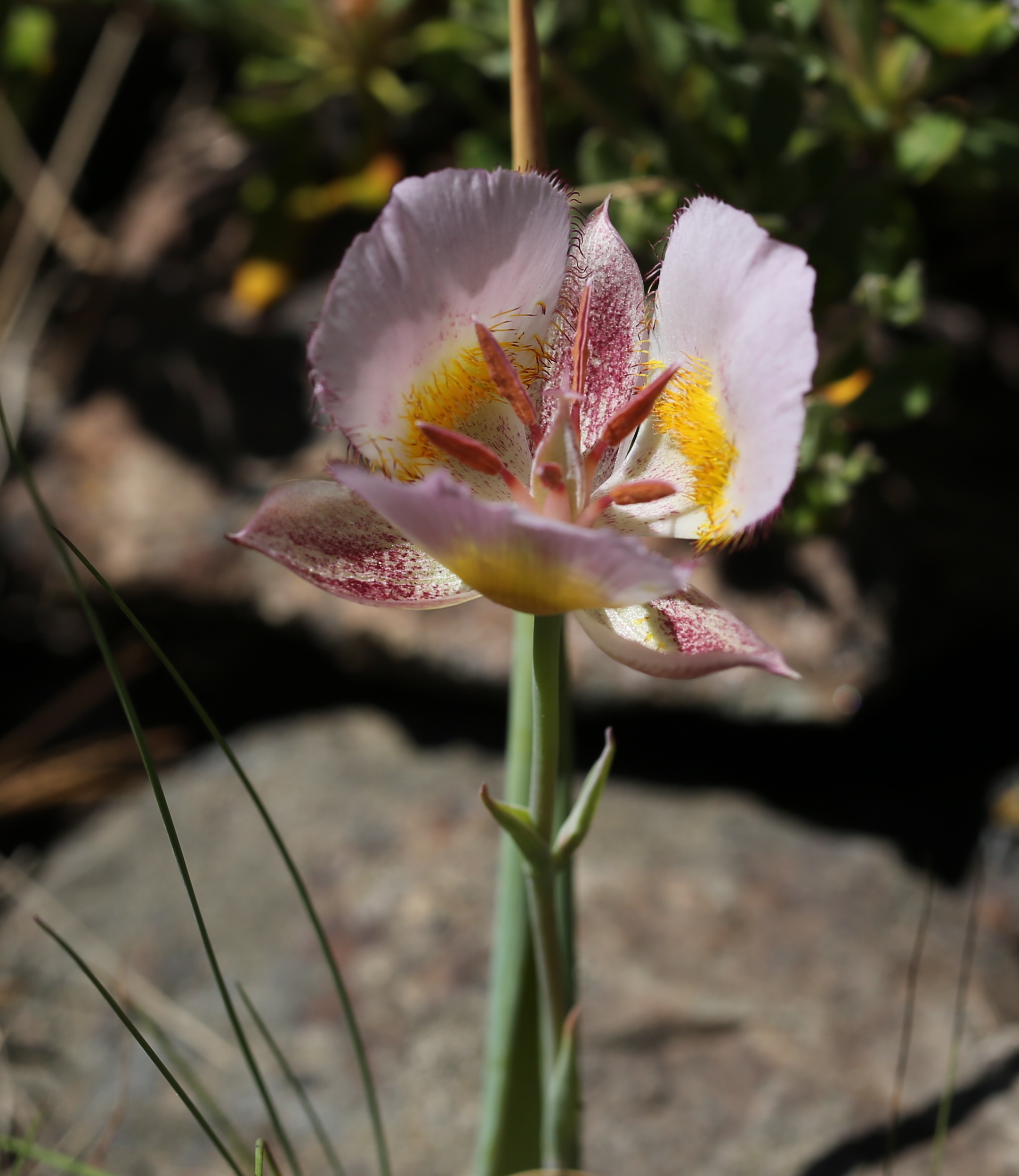 Calochortus persistens – Gaïan EthnoBotany