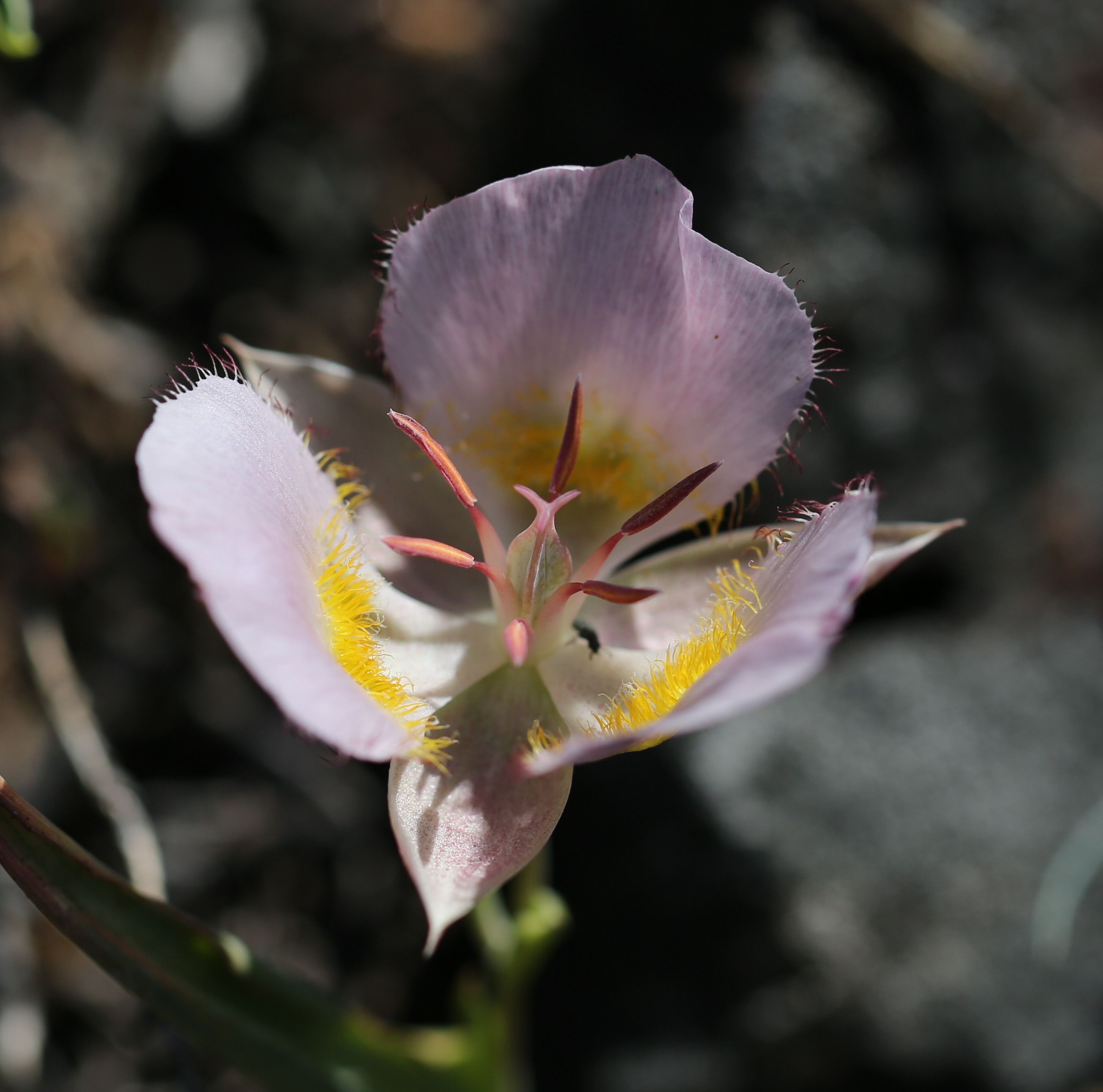 Calochortus persistens – Gaïan EthnoBotany