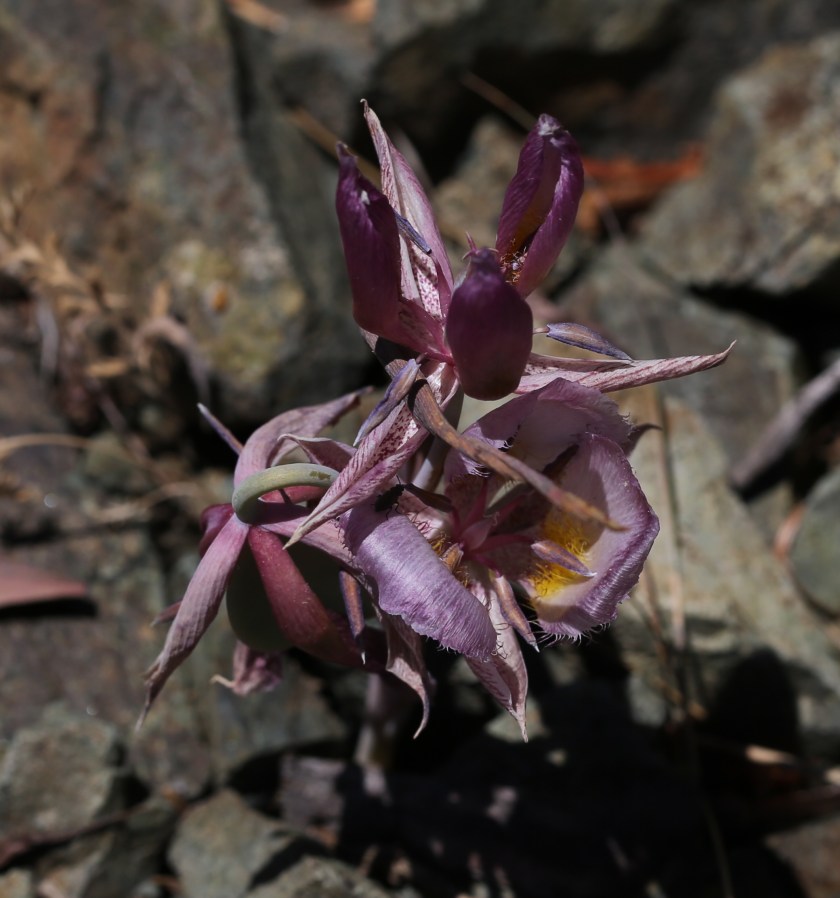 Calochortus persistens – Gaïan EthnoBotany