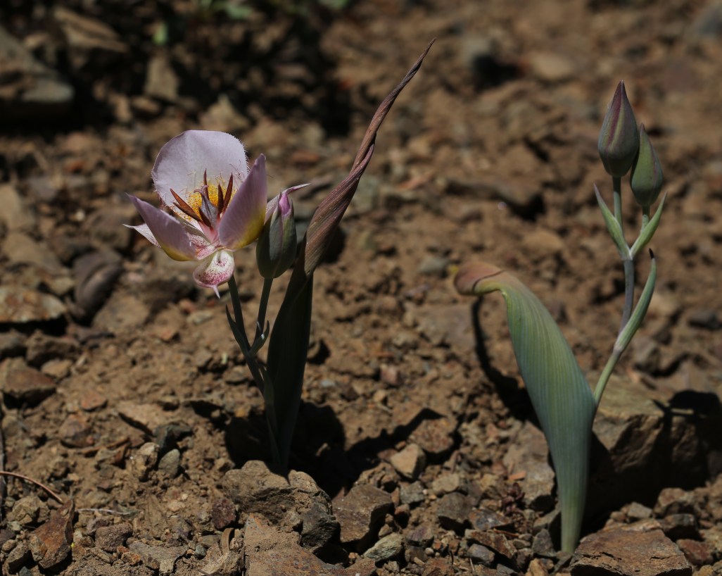 Calochortus persistens – Gaïan EthnoBotany