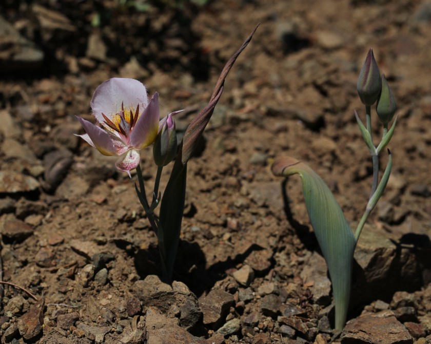 Calochortus persistens – Gaïan EthnoBotany