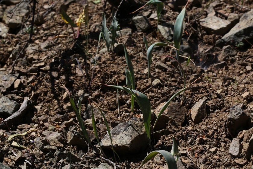 Calochortus persistens – Gaïan EthnoBotany