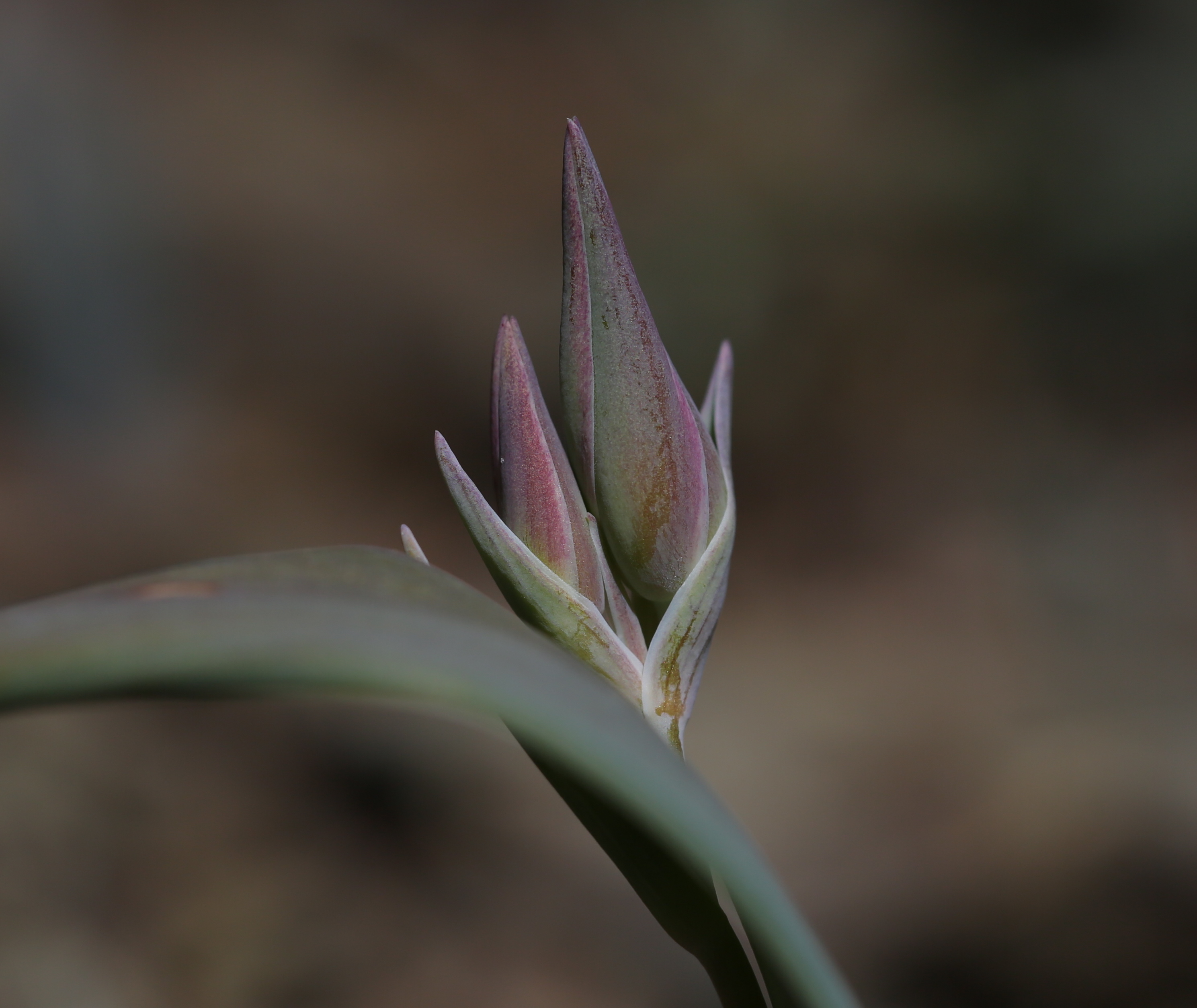 Calochortus persistens – Gaïan EthnoBotany