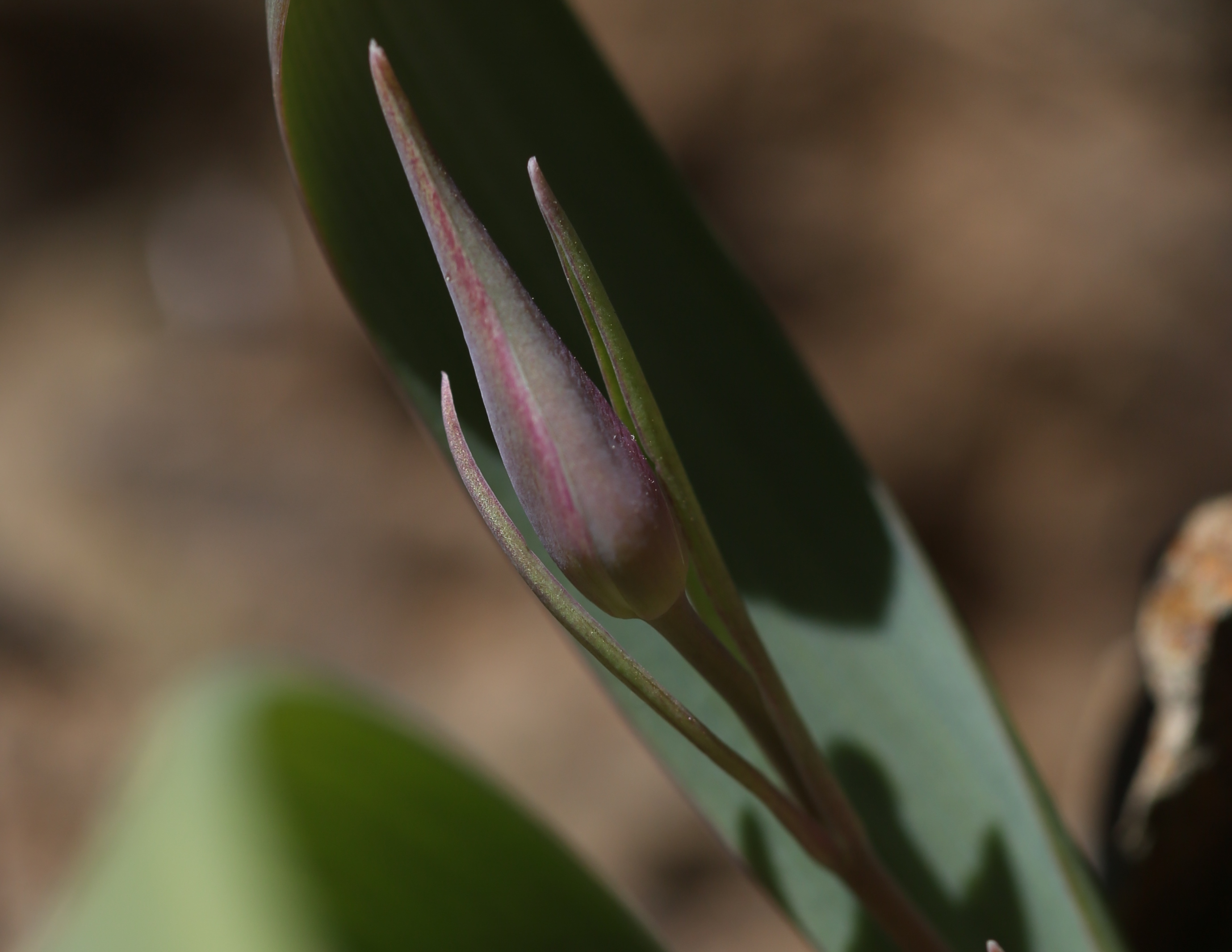 Calochortus persistens – Gaïan EthnoBotany