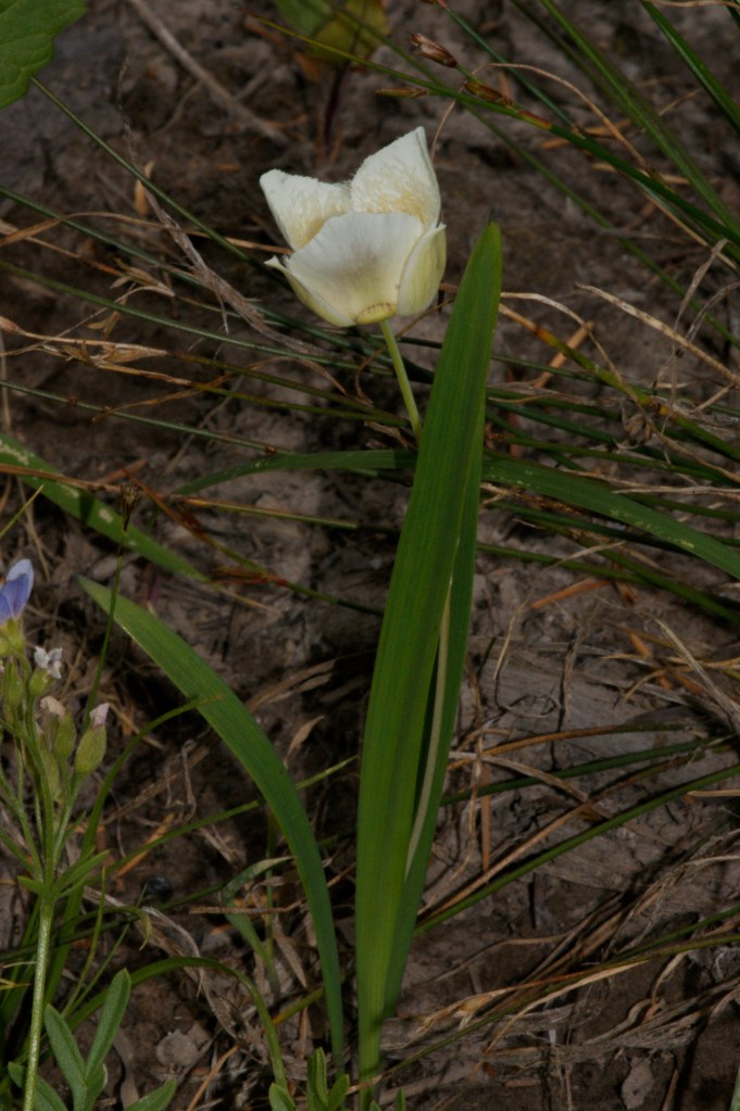 Calochortus – Gaïan EthnoBotany