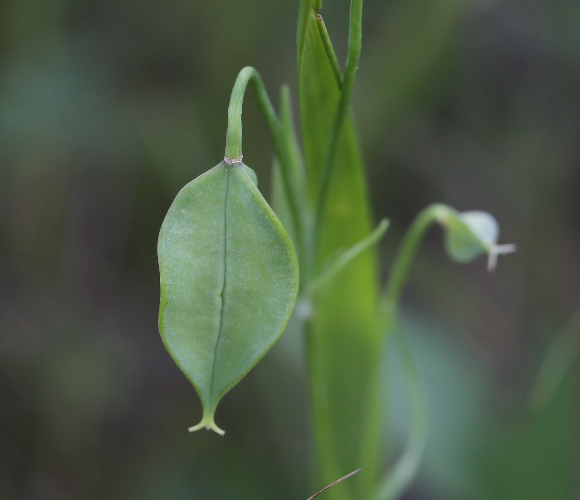 Calochortus subalpinus – Gaïan EthnoBotany