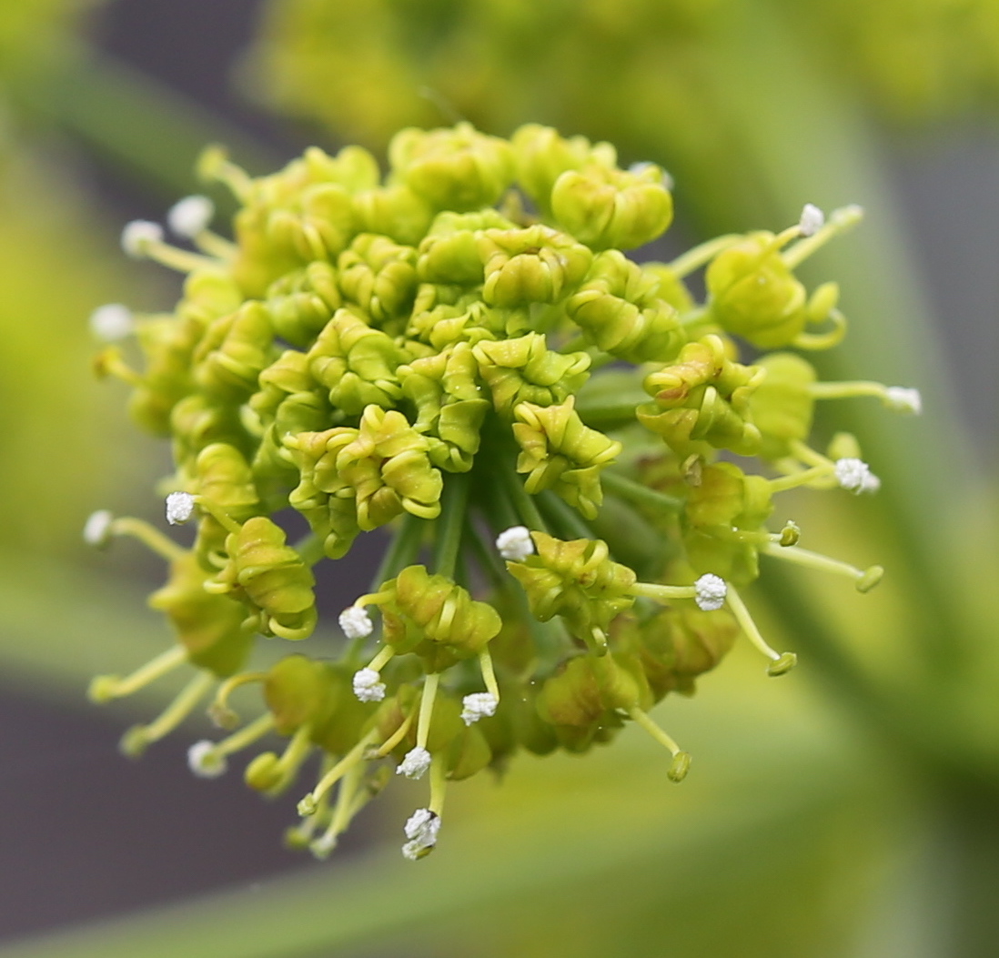 Lomatium dissectum var. eatonii – Gaïan EthnoBotany