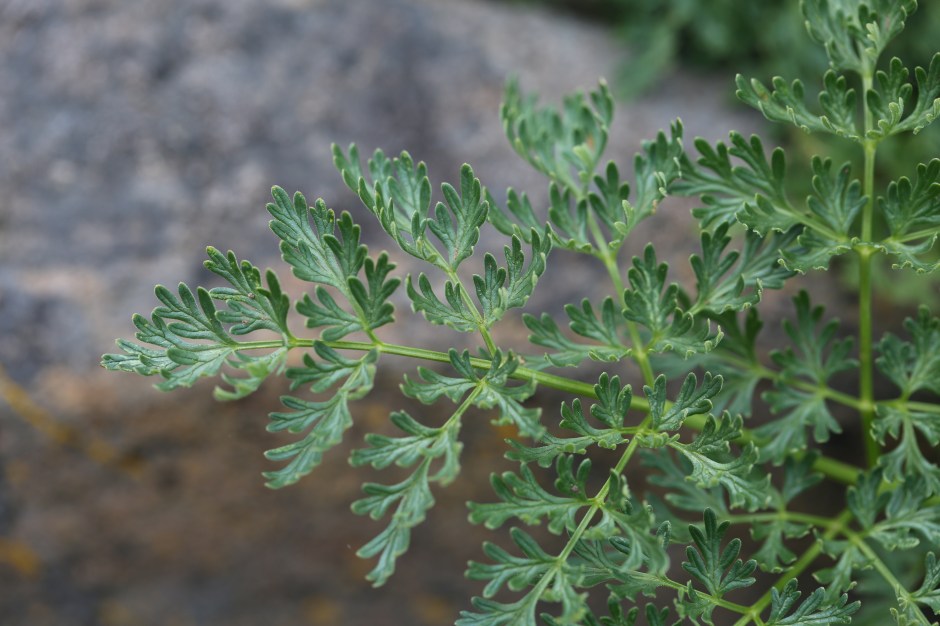 Lomatium dissectum var. eatonii – Gaïan EthnoBotany