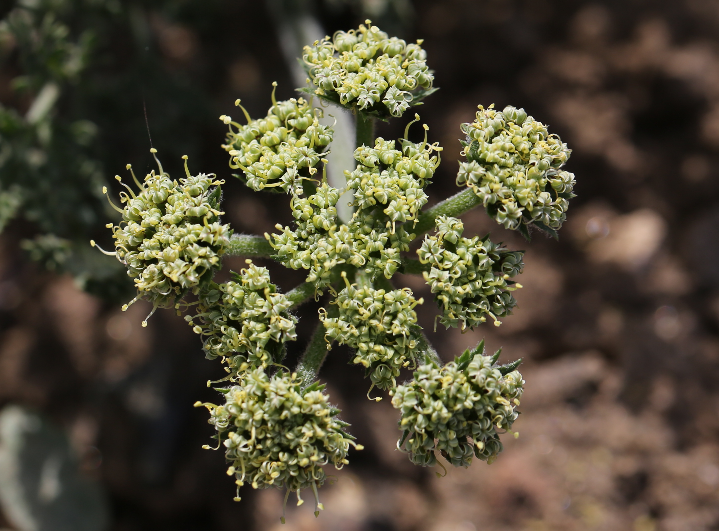 Lomatium macrocarpum – Gaïan EthnoBotany